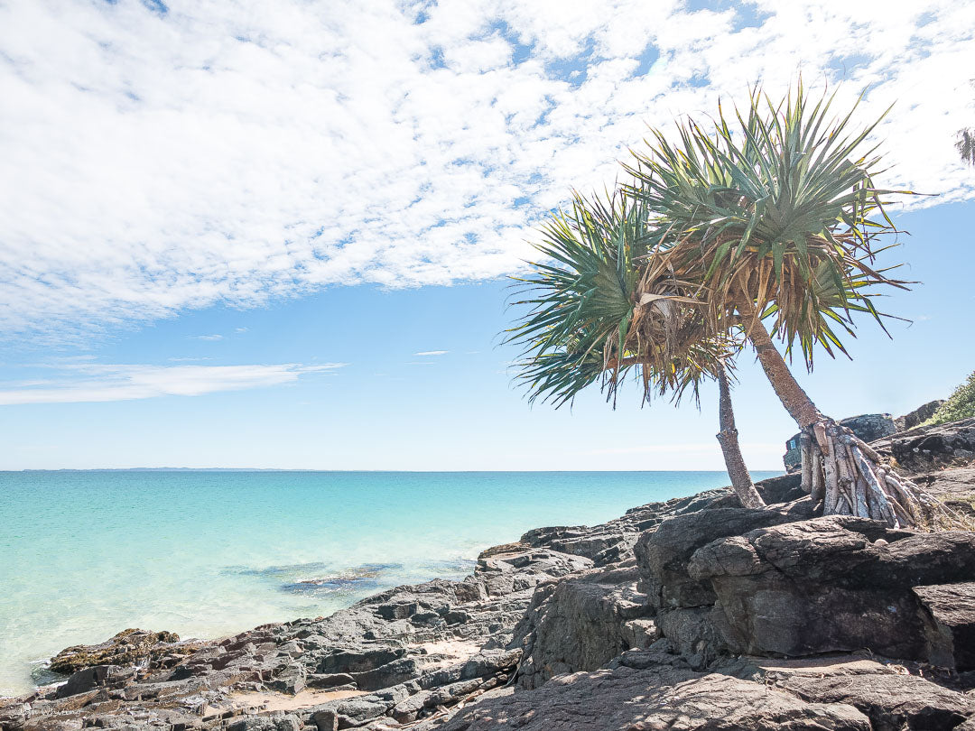 Beach Landscape print - Double Island - Rainbow Beach - pandanus print ...