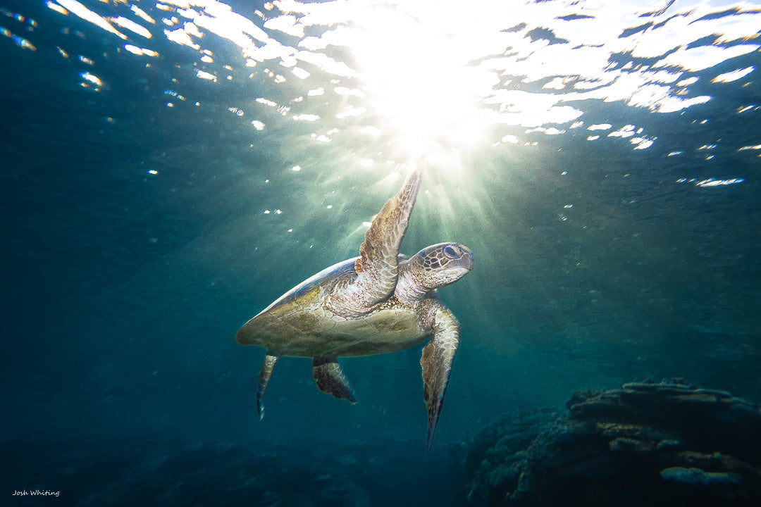 Sunshine Coast Photography - Green Sea Turtle - Josh Whiting Photos ...